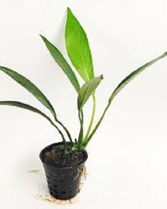 Anubias Afzelii Congensis 1 Adet 3-4 Yapraklı